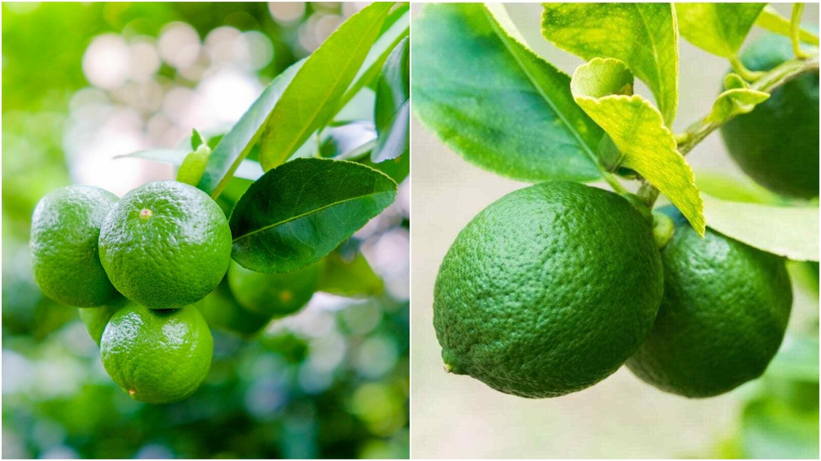 Thornless Mexican Key Lime Tree - Semi-Dwarf - 12-18" Tall - Live ...