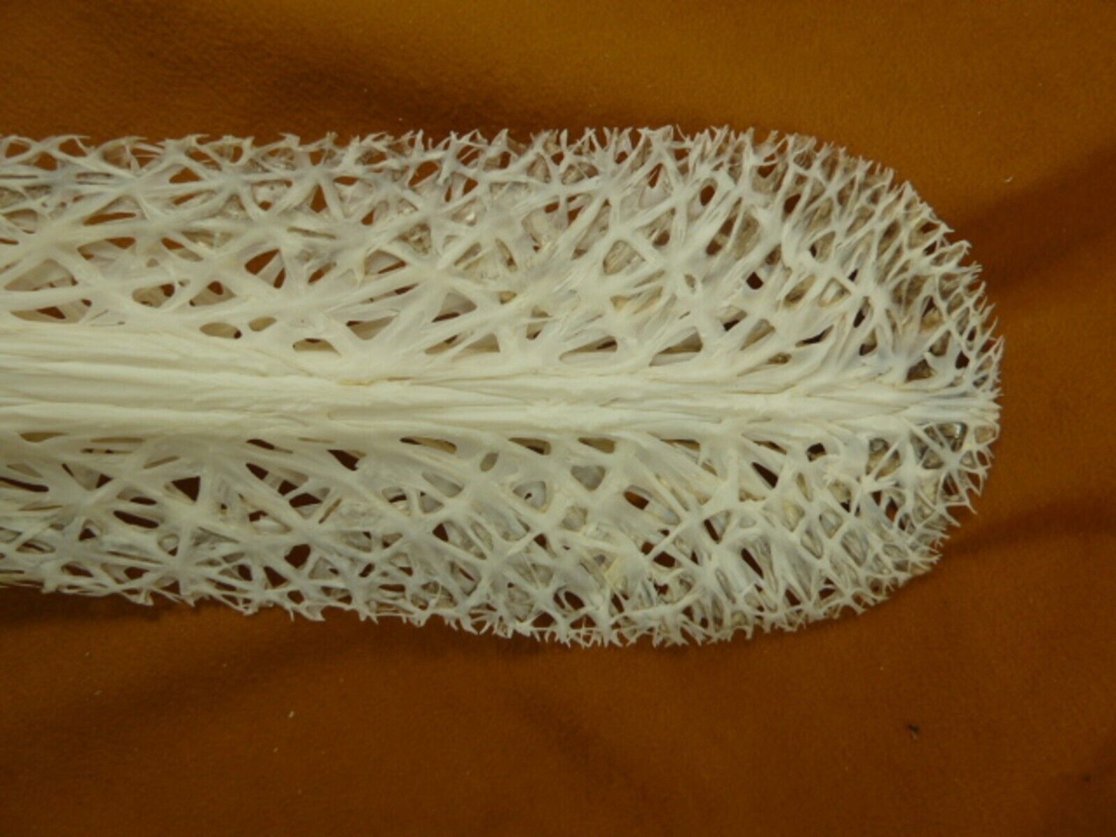 W3-F) 19" Paddlefish skeleton head bill Polyodon spathula spoonbill ...