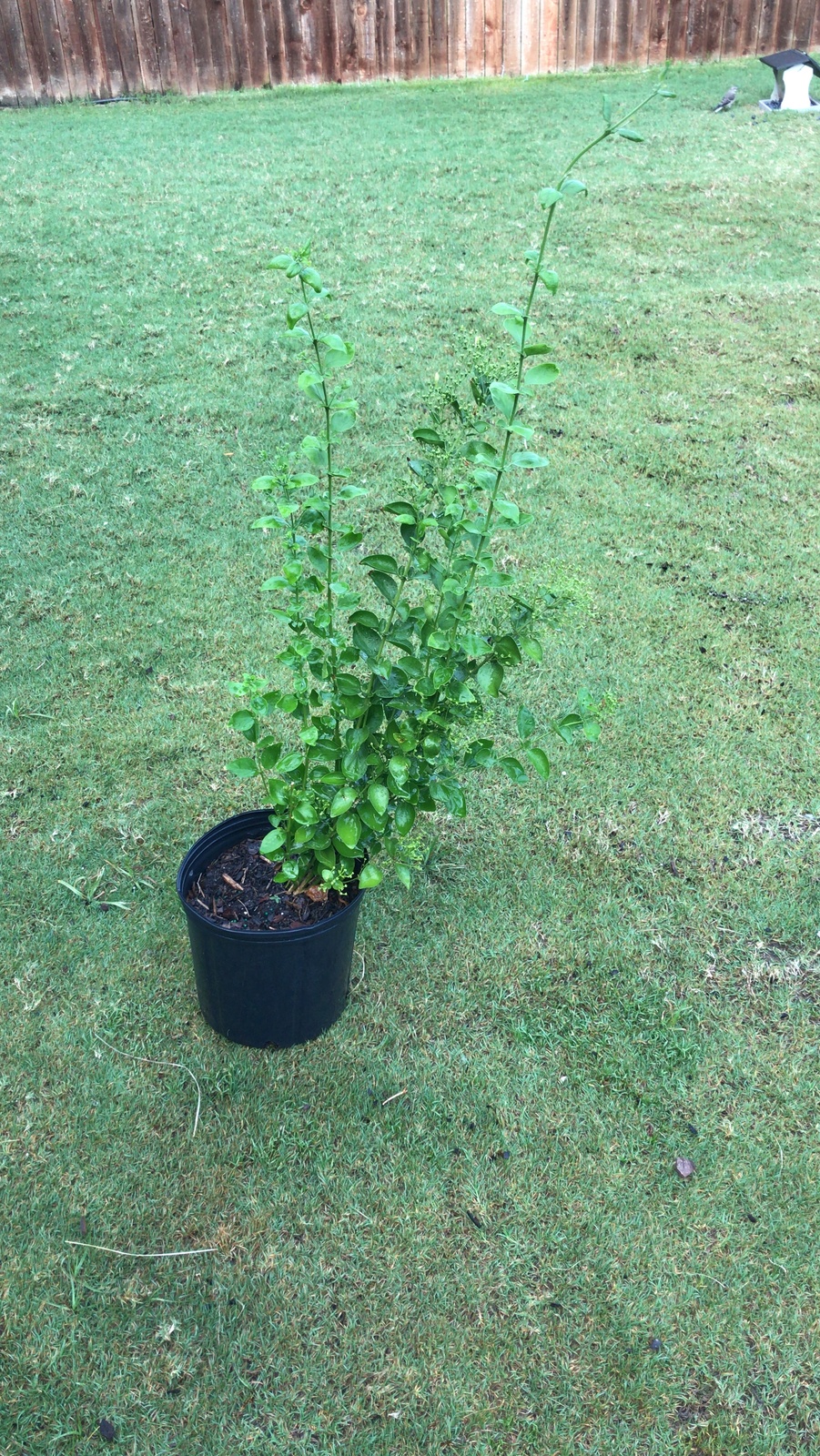 3 feet tall Jui Jasmine live plant (Virajaji and 50 similar items
