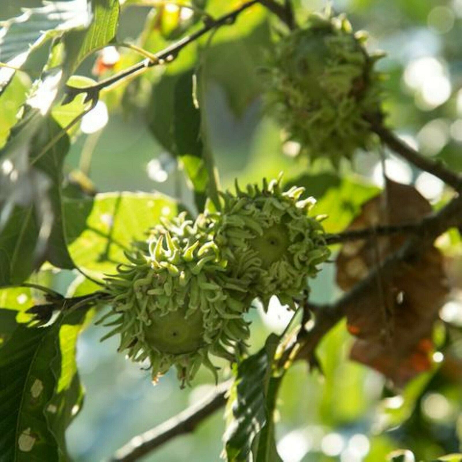 Well Rooted Sawtooth Oak Quercus Accutisima 1 2 Year Old Plant well-rooted-sawtooth-oak-quercus-accutisima-1-2-year-old-plant