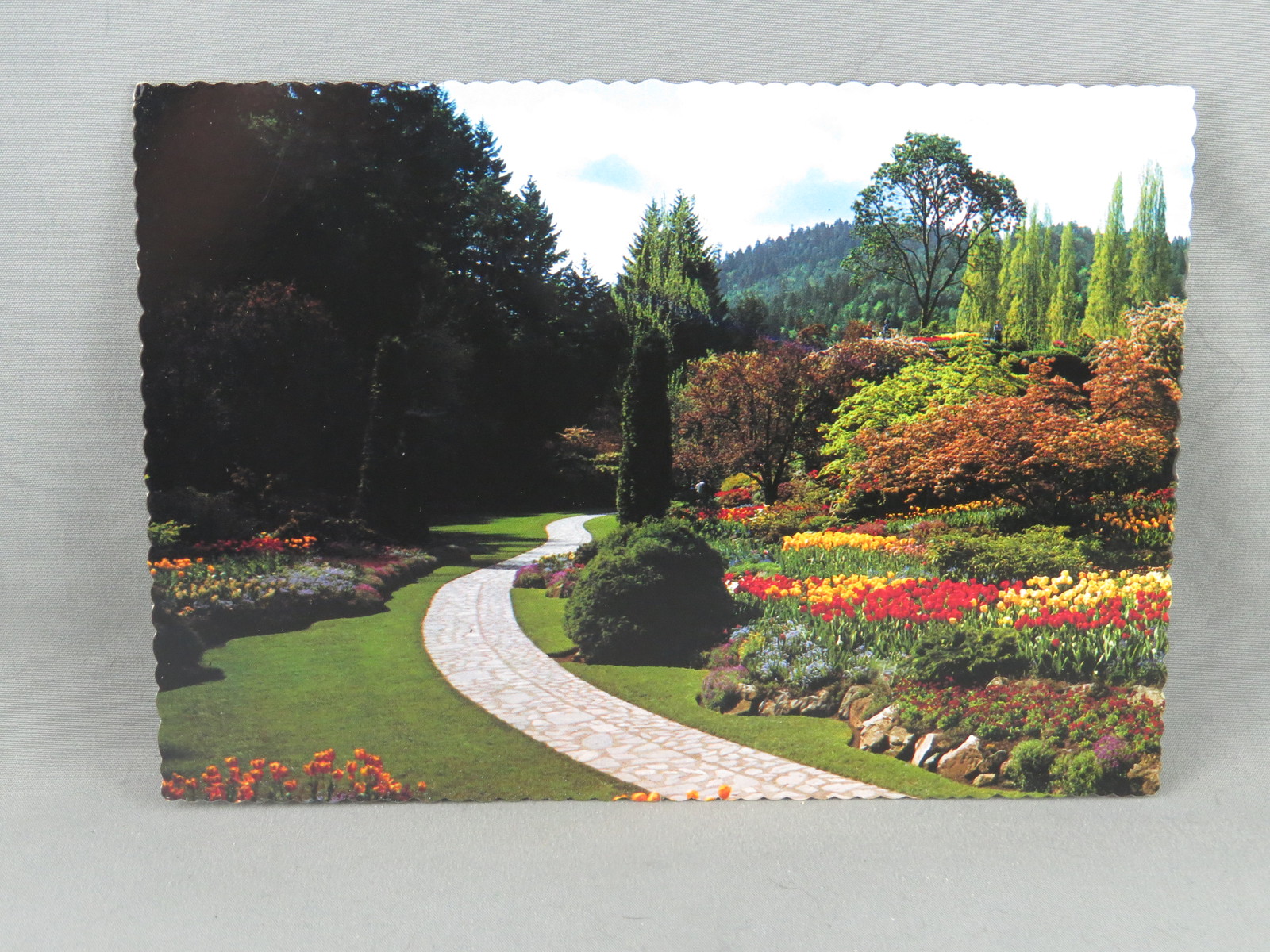 Vintage Postcard - Butchart Garden Sunken Garden Victoria - Peacock ...