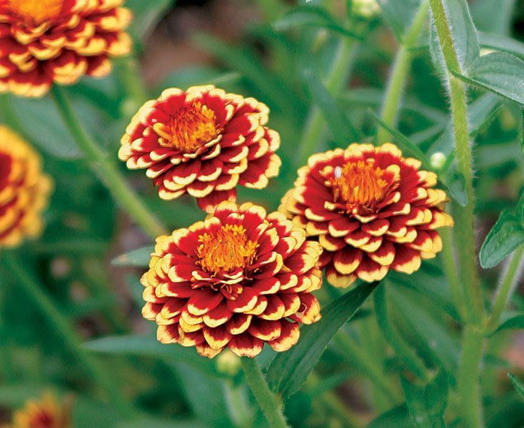 40 Mixed Zinnia Aztec Flower Seeds and 50 similar items