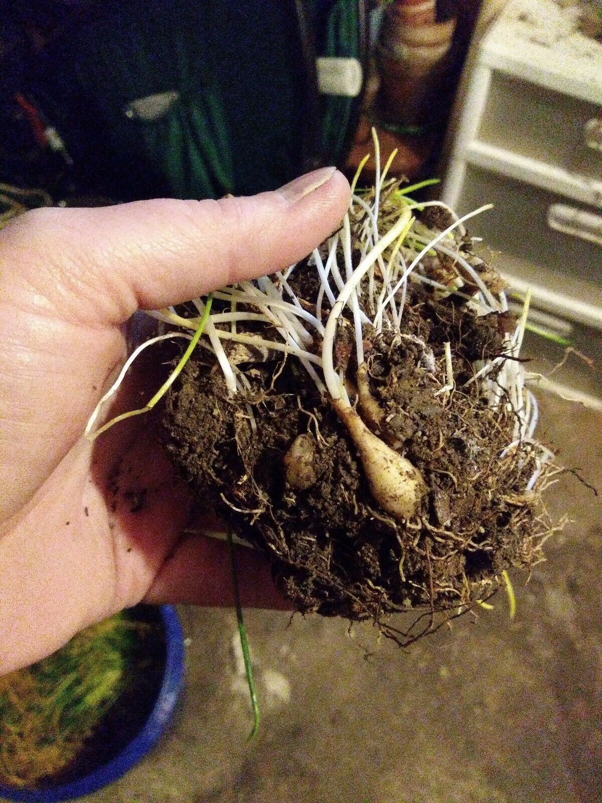 10 Bulbs of Ornithogalum Dubium White, Star of Bethlehem Flower - Seeds ...