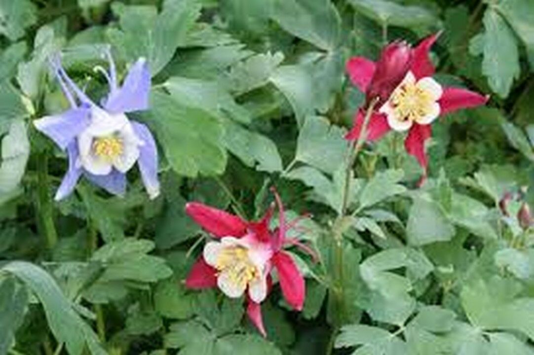 50 Pcs Mix McKana's Giant Columbine Flower Seeds #MNSS - Seeds & Bulbs