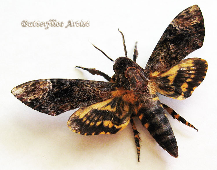 Acherontia Lachesis Death's Head Real Moth Entomology Museum Quality ...