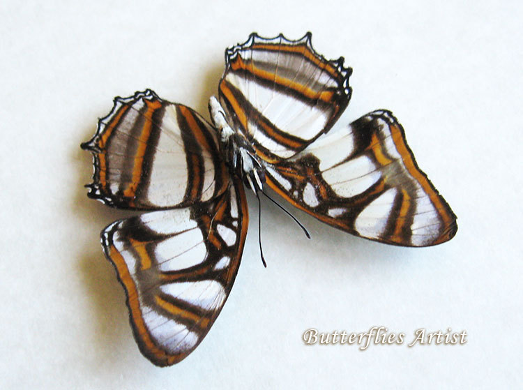 Metamorpha Elissa Real Butterfly Entomology Collectible Museum Quality ...