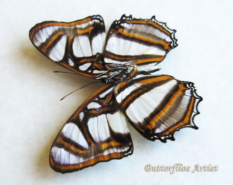 Metamorpha Elissa Real Butterfly Entomology Collectible Museum Quality ...
