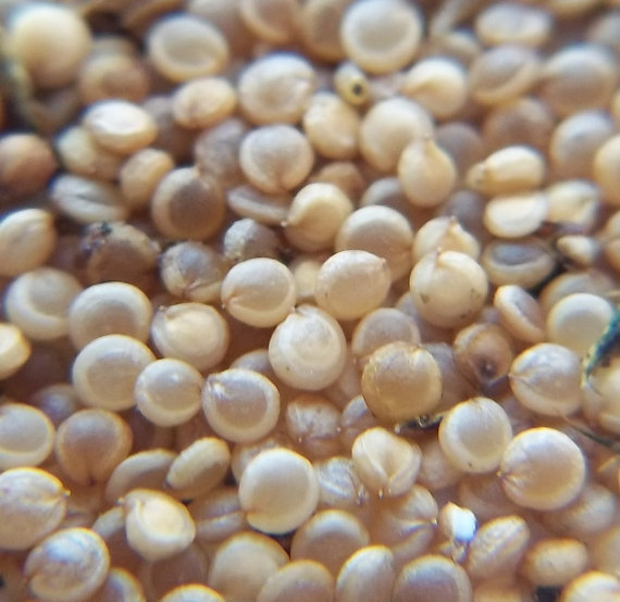 Red Amaranth - (Amaranthus cruentus) 100 seeds - Yard, Garden & Outdoor ...