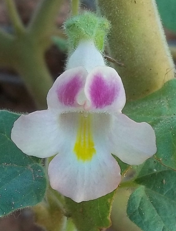 Devil's Claw - Proboscidea parviflora 40 seeds - Yard, Garden & Outdoor ...