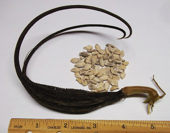 Devil's Claw - Proboscidea parviflora 40 seeds - Yard, Garden & Outdoor ...