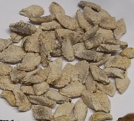 Devil's Claw - Proboscidea parviflora 40 seeds - Yard, Garden & Outdoor ...