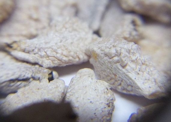 Devil's Claw - Proboscidea parviflora 40 seeds - Yard, Garden & Outdoor ...