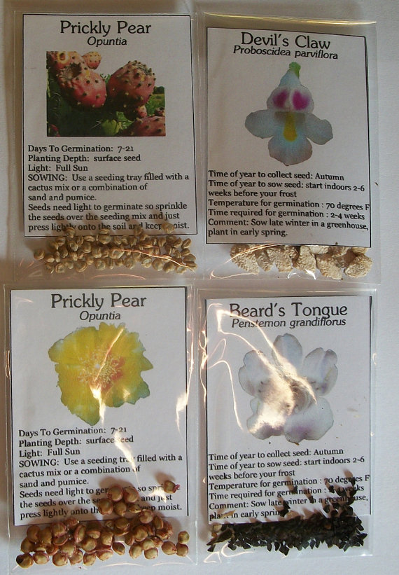 Devil's Claw - Proboscidea parviflora 40 seeds - Yard, Garden & Outdoor ...