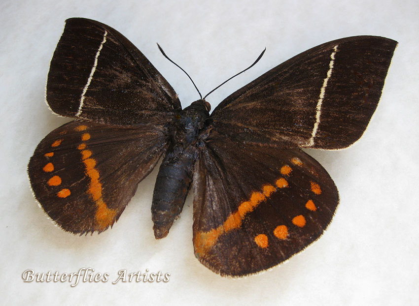 Castnia Amauta Cacica Real Sugar Cane Borer Moth Entomology Collectible ...