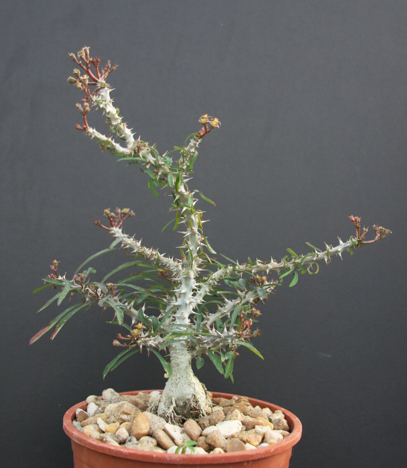 Euphorbia SAKARAHAENSIS, exotic caudex madagascar rare cacti bonsai ...