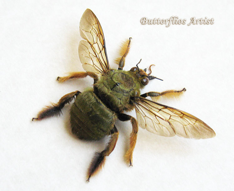 RARE Real Green Bumble Bee Museum Quality In Shadowbox - Bees