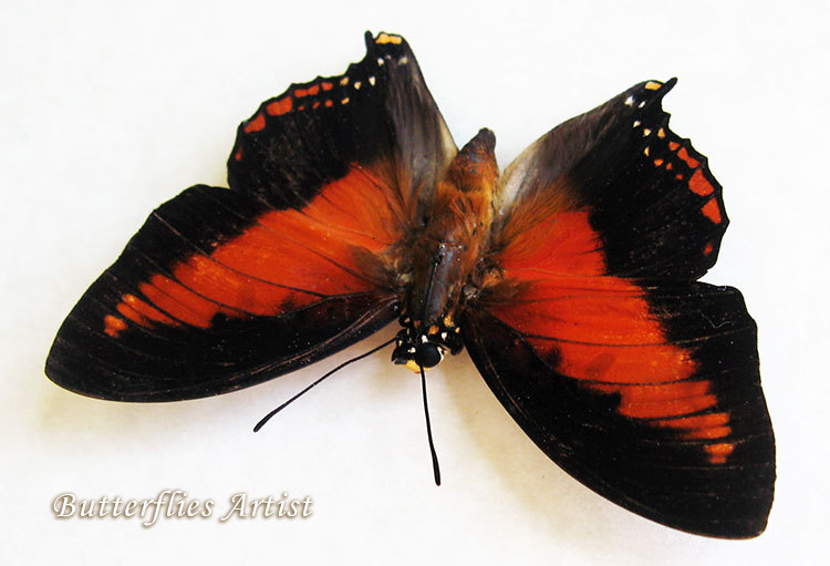 Charaxes Zingha Red Heart Real African Butterfly Entomology Collectible ...