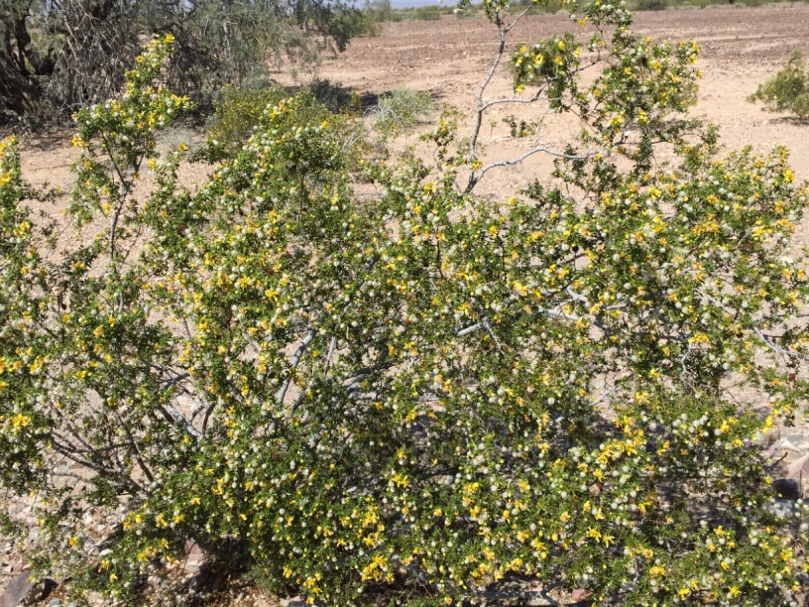 Larrea tridentata Creosote 10 Seeds Sonoran Mojave Desert Shrub ...