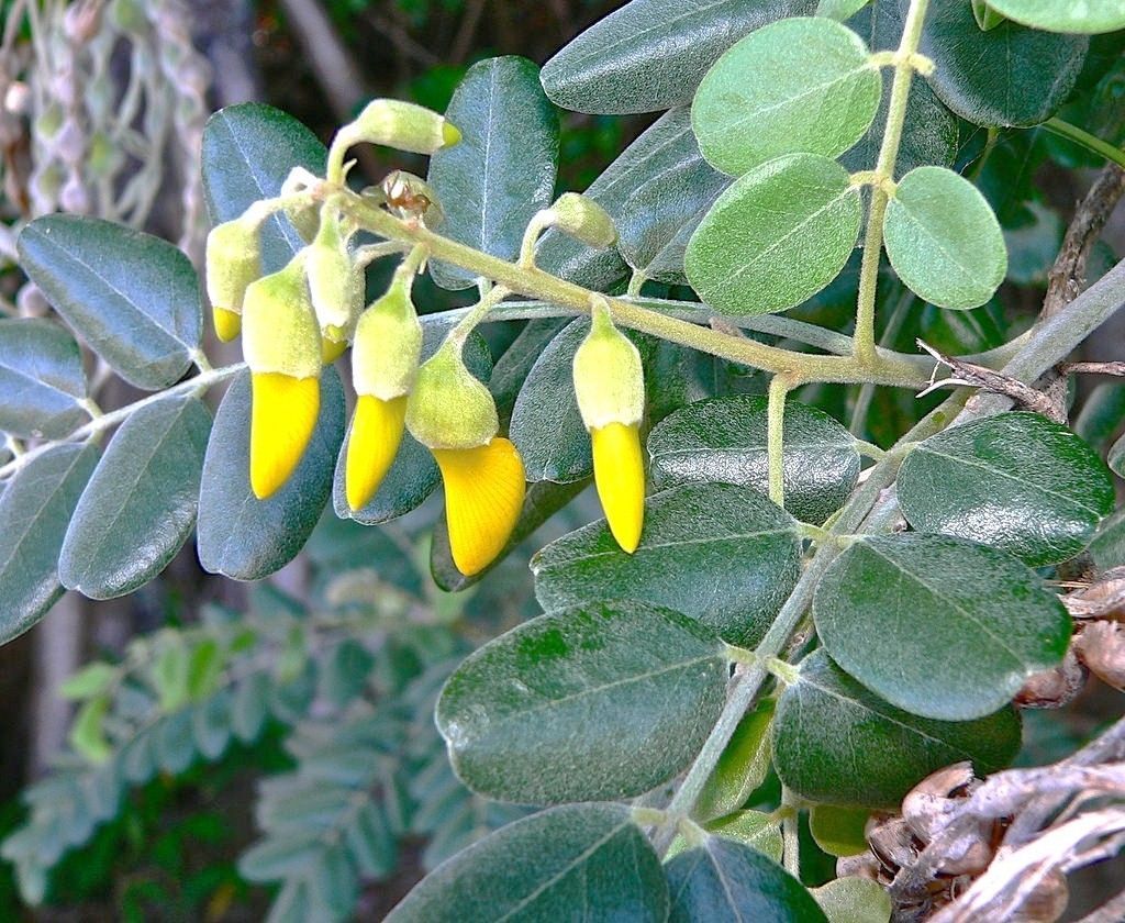 Sophora Tomentosa, yellow necklacepod rare Tambalisa silver bush seed ...
