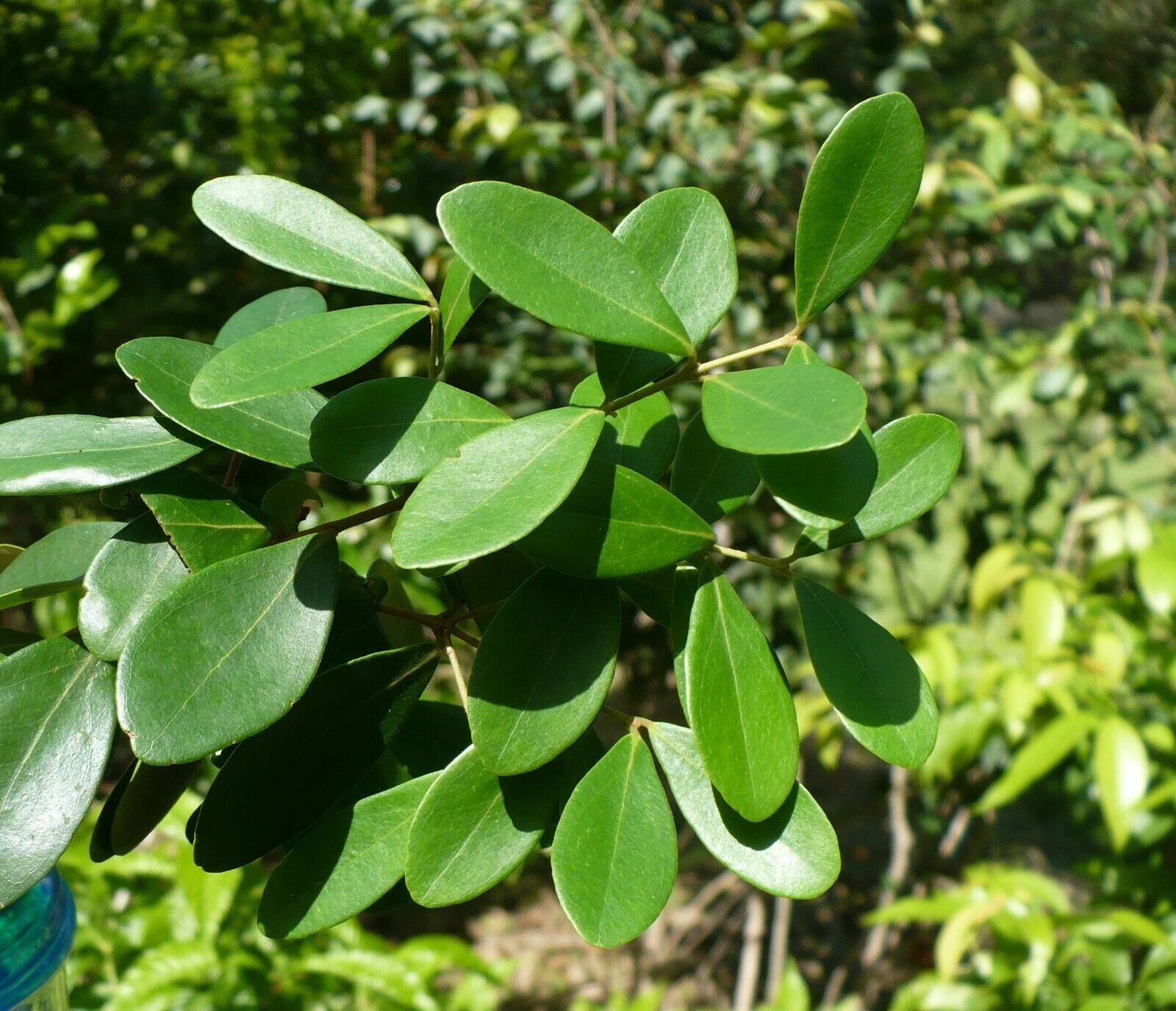 10 Seeds Spanish Stopper Eugenia Foetida - Seeds & Bulbs