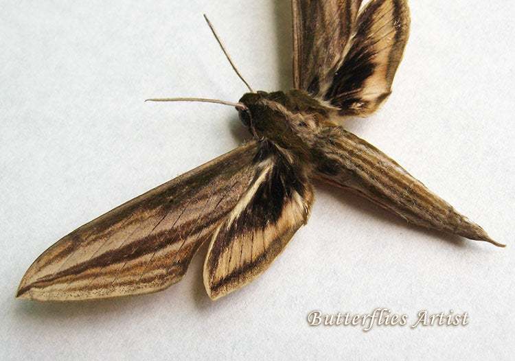 Taro Hornworm Theretra Oldenlandiae Real Moth Entomology Collectible ...