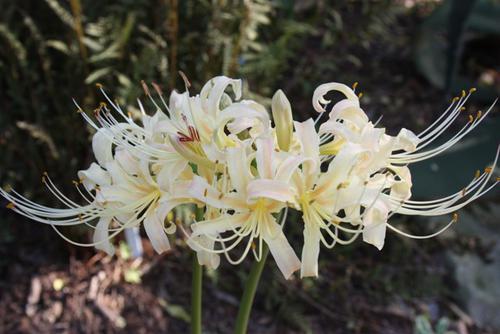 4 Rare Buttermint Lycoris Flower Bulbs, Corm - Yard, Garden & Outdoor ...
