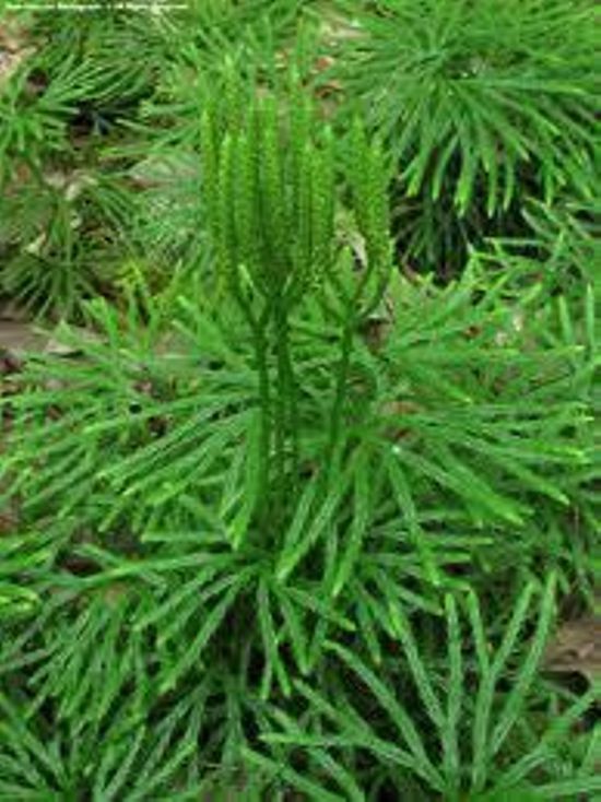 Ground Cedar Evergreen Ground Cover Fern 5 ft starter spore plant ...