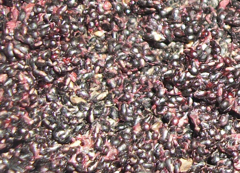 Dragon Fruit - Stenocereus - 50 seeds - Yard, Garden & Outdoor Living