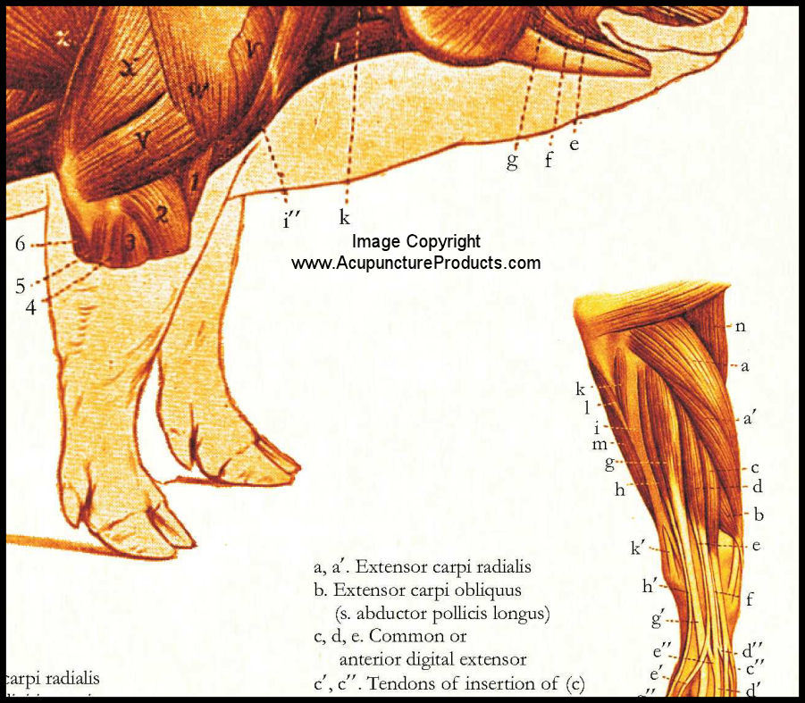 Pig Swine Skeletal and Muscular Anatomy Poster 18 X 24 Laminated Chart ...