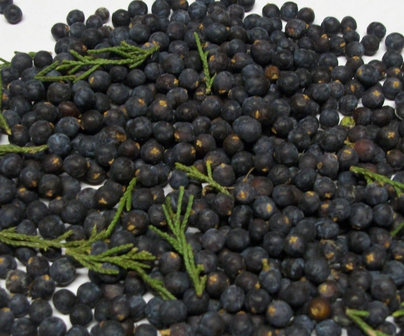 Eastern Red Cedar - Juniperus virginiana - 20 cones with seeds - Yard ...