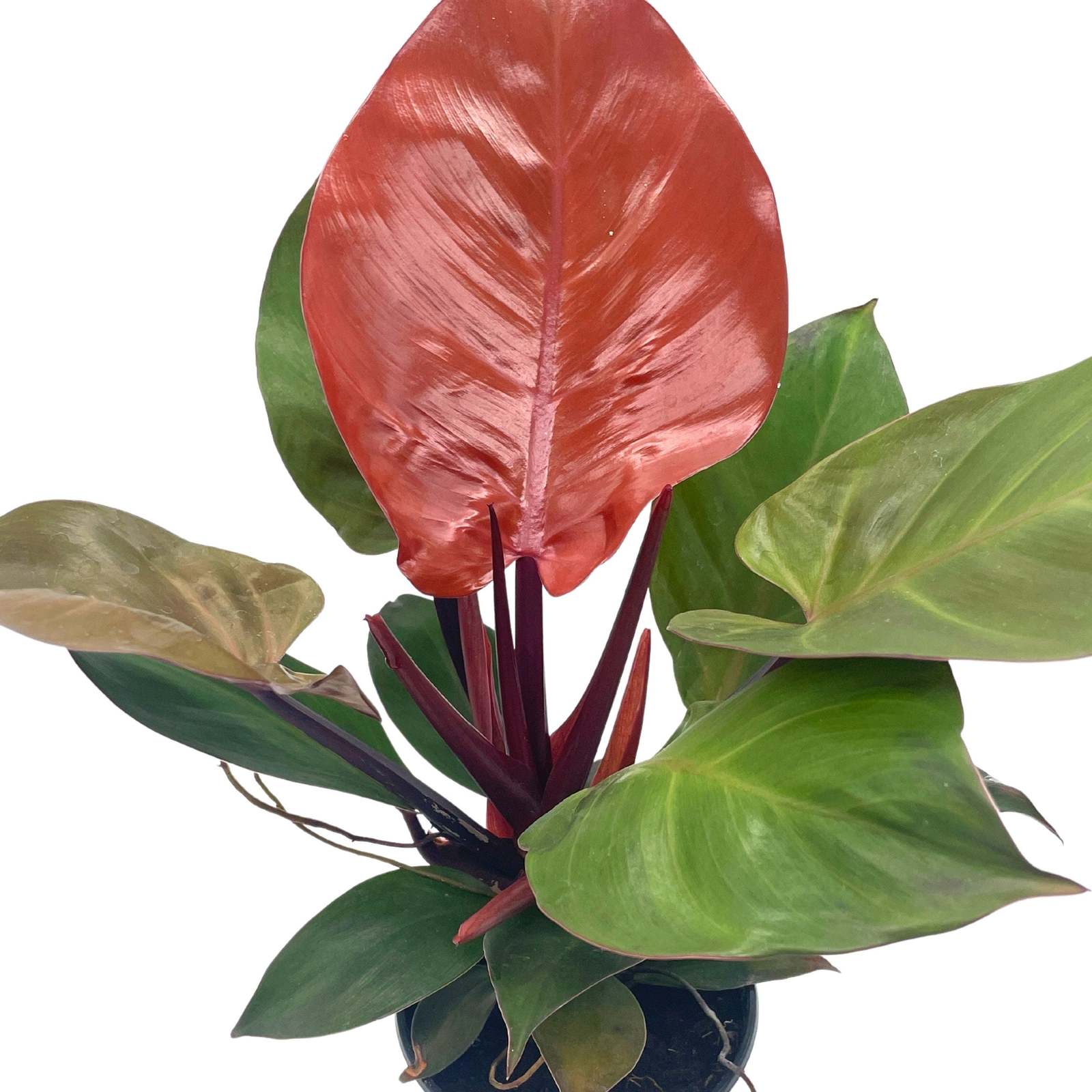 Philodendron McColley's Finale, 4 inch Bright Red Philo - Plants ...