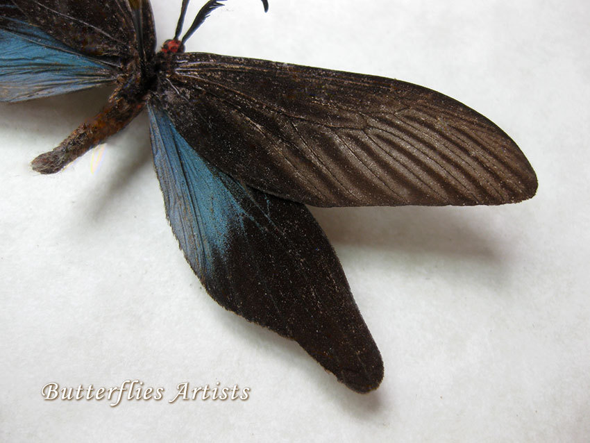 Pirate Flag Histia Libelluloides Unusual Moth Entomology Collectible ...