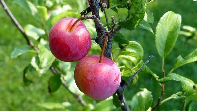 Experimental Hybrid Peach X Plum fruit tree LIVE PLANT TkBuckeye ...