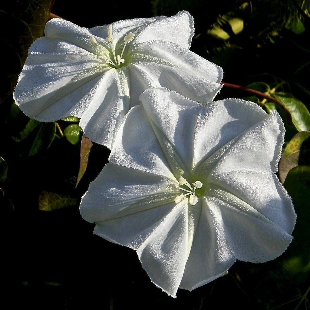 Ipomoea Alba