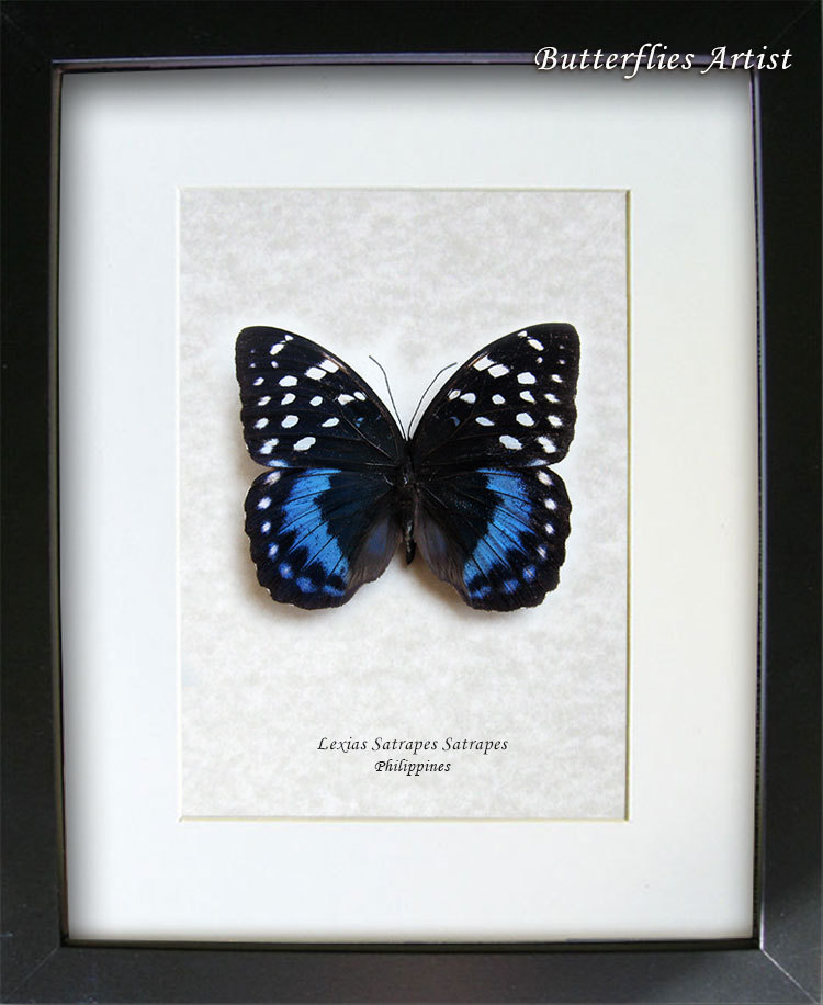 Lexias Satrapes RARE Butterfly Entomology Collectible Museum Quality ...