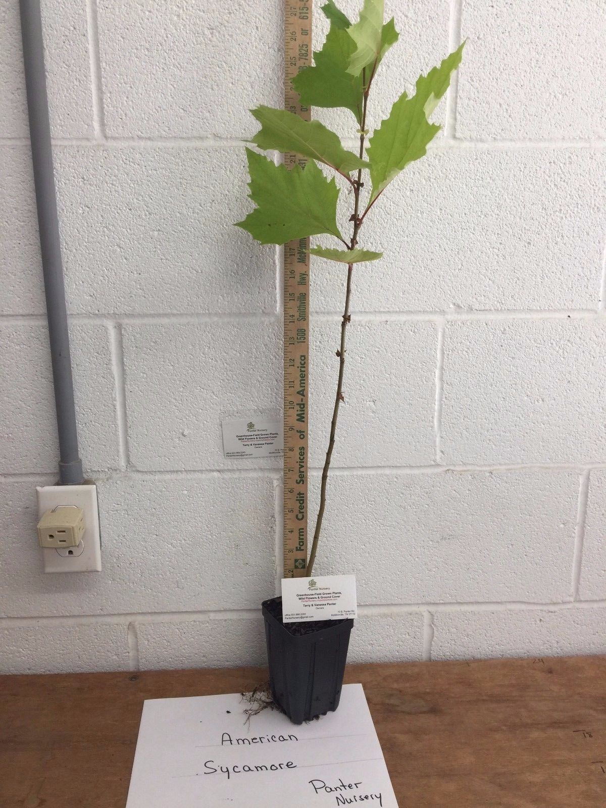 American Sycamore qt. pot (Platanus occidentalis)- Plants & Seedlings