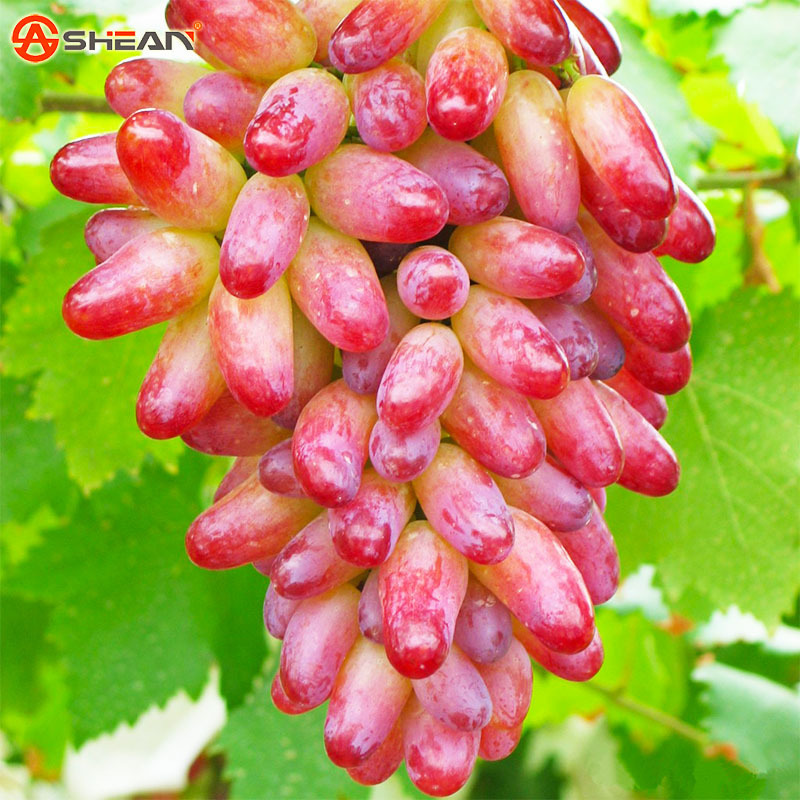 Beauty Finger Grape Seeds Natural Growth Grape Sweet Kyoho Grape Fruit ...