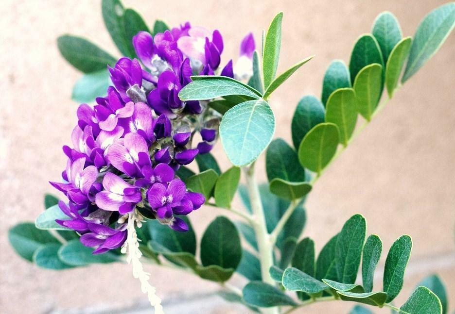 Mescal bean,Texas-Mountain-Laurel exotic Sophora secundiflora rare seed ...