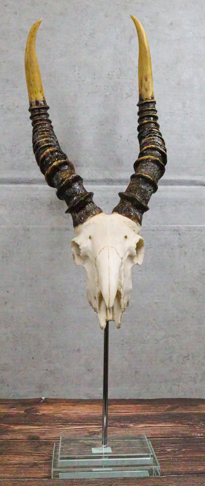 Vintage Faux Taxidermy Kudu Antelope Skull On Museum Pole Mount With Glass Base - Other
