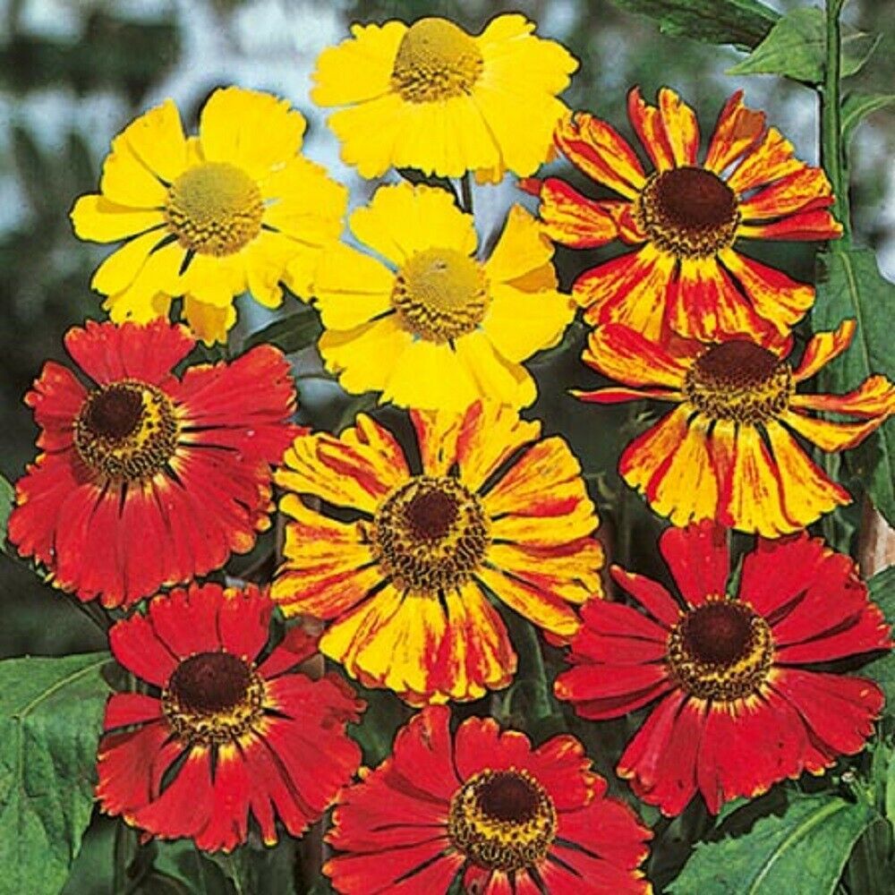 100 Pcs Red and Gold Hybrids Helenium Seeds #MNHG - Seeds & Bulbs