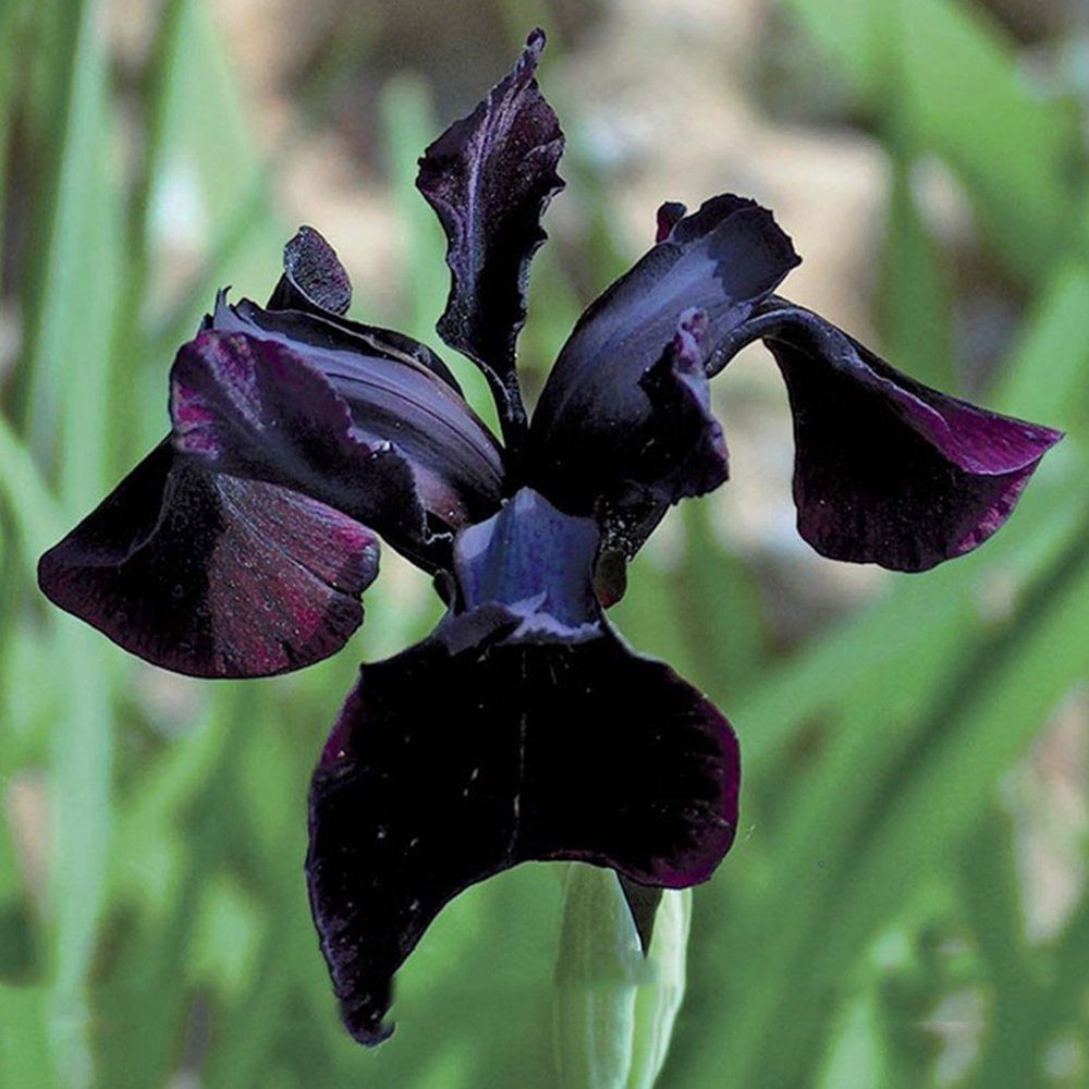 Siberian Iris Black Gold Iris Chrysographes Flower Seed 5 Seed Pack