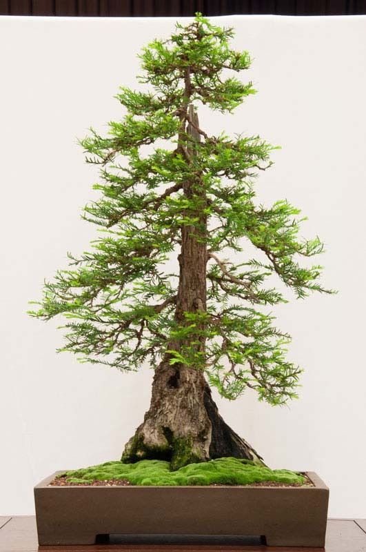 100 seeds Redwood Seeds Sequoia sempervirens Bonsai TALLEST in the ...