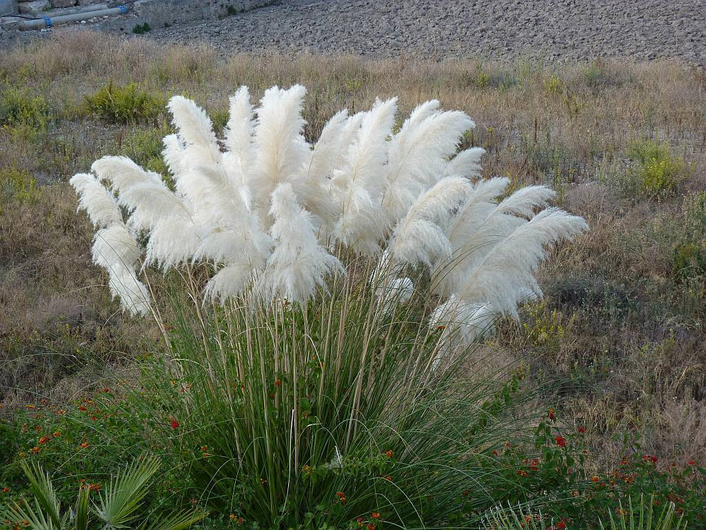 Dwarf White Pampas Grass Bright Flowing White Heads On Shorter Stalks Ornamental Grass Seeds