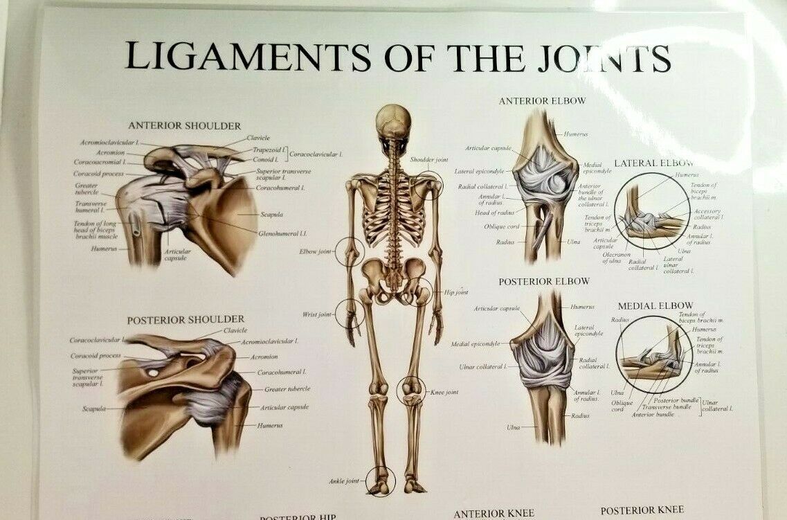 Ligaments of The Joints Anatomical Poster - Laminated - Ligament ...