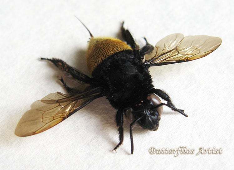 RARE Gold Stinger Real Bumble Bee Museum Quality Entomology Collectible ...