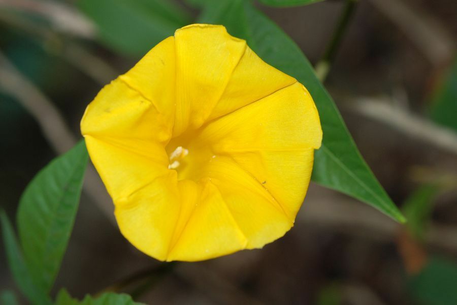 Wood Rose, MERREMIA TUBEROSA vine yellow flower morning glory Ipomoea ...