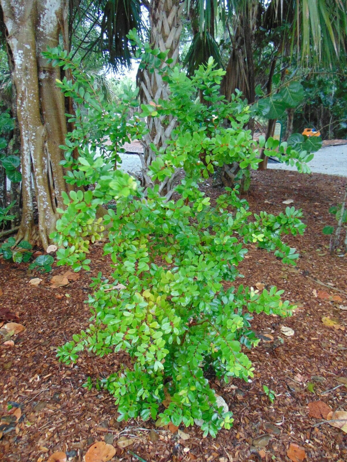 10 Seeds Spanish Stopper Eugenia Foetida - Seeds & Bulbs