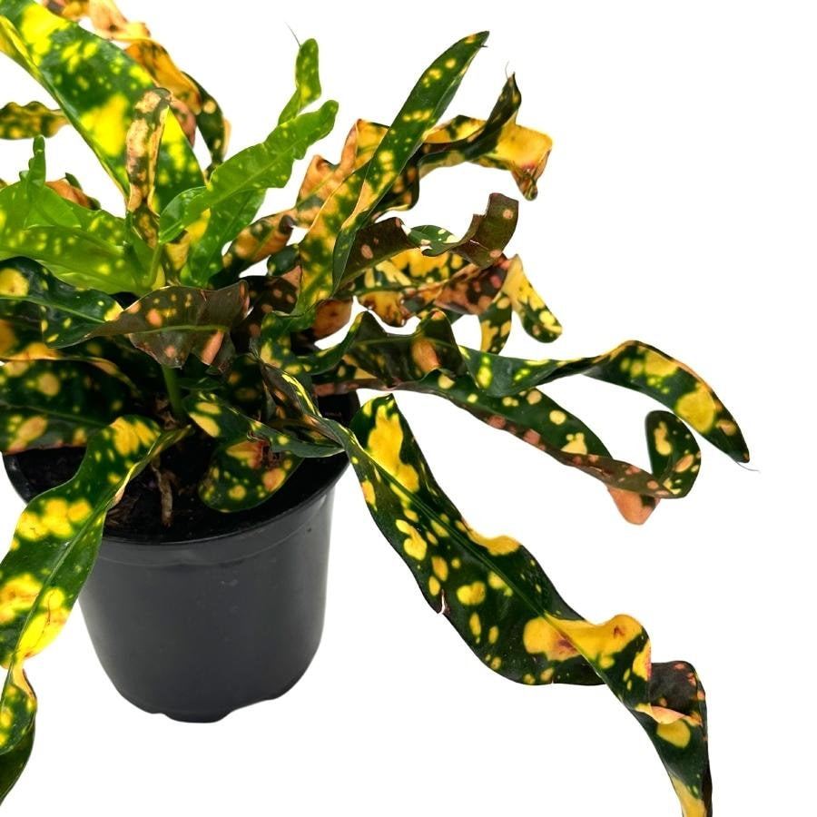 Twisted Variegated Croton Mammy, 4 inch, Very Rare Codiaeum variegatum ...