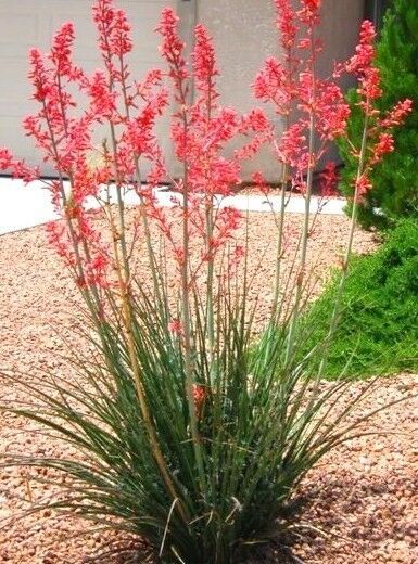 HESPERALOE PARVIFLORA RUBRA, succulent rare RED Flower Yucca aloe seed ...