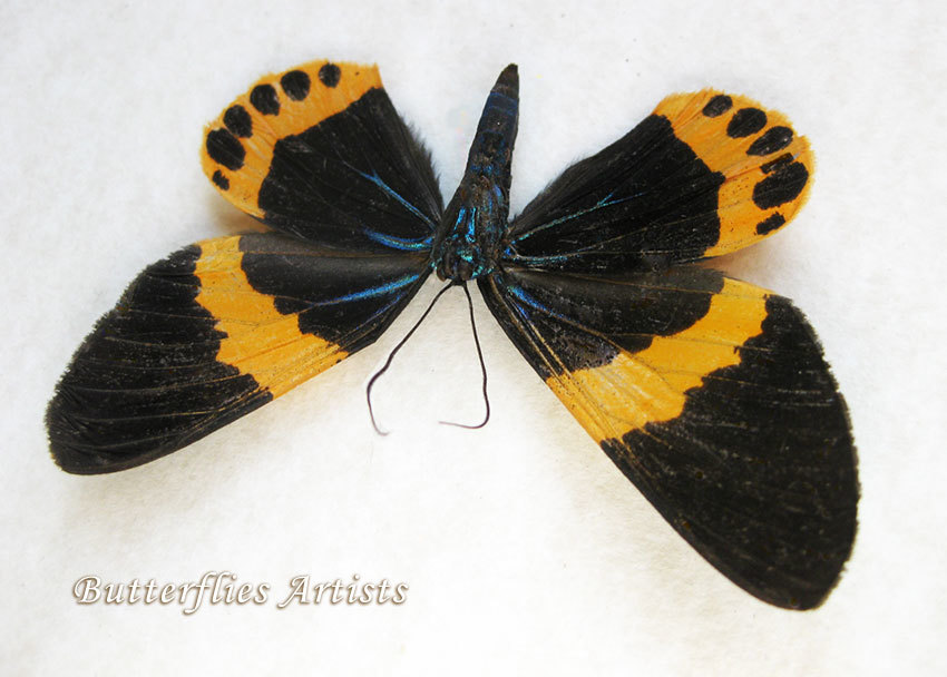 Day Flying Moth Milionia Basalis Entomology and similar items